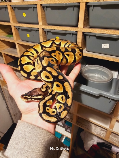 Pastel DH Desert Ghost Clown Ball Python by Mr. Critters