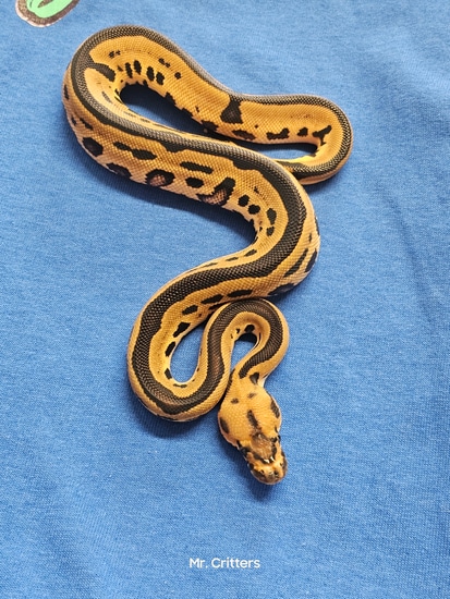 Leopard Clown 100% Het Pied #2 Ball Python by Mr. Critters