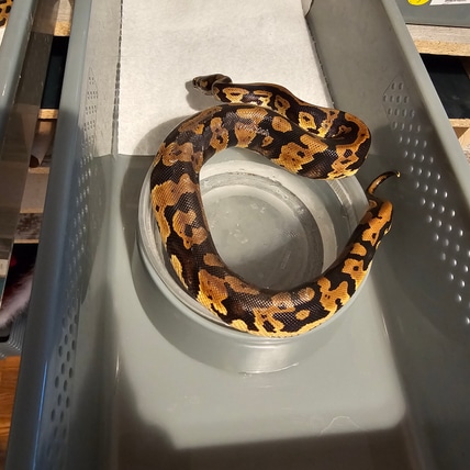 Mr. Critters - MorphMarket