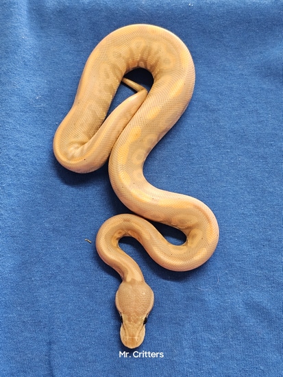 Banana Cinnamon Ball Python by Mr. Critters
