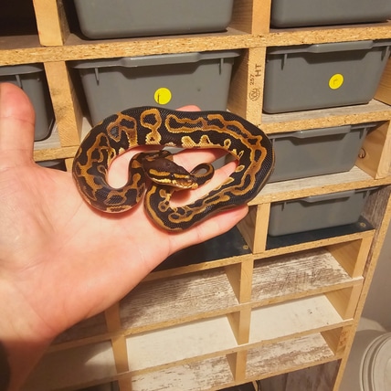 Mr. Critters - MorphMarket