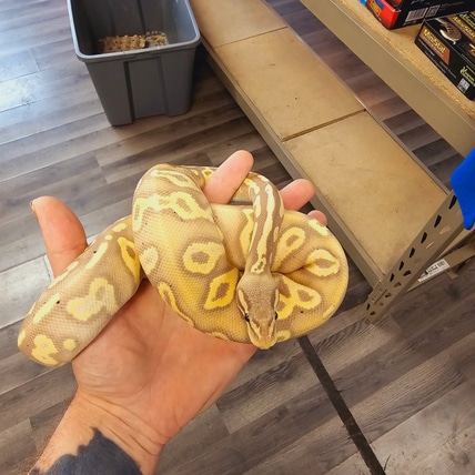 Mr. Critters - MorphMarket