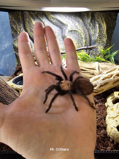 *AUCTION*(Brachypelma Albiceps) Mexican Red Rump Tarantula by Mr. Critters