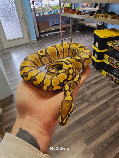 *AUCTION*enchi Ghost Ball Python by Mr. Critters
