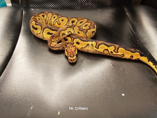 Black Pastel Yellowbelly Clown Ball Python by Mr. Critters