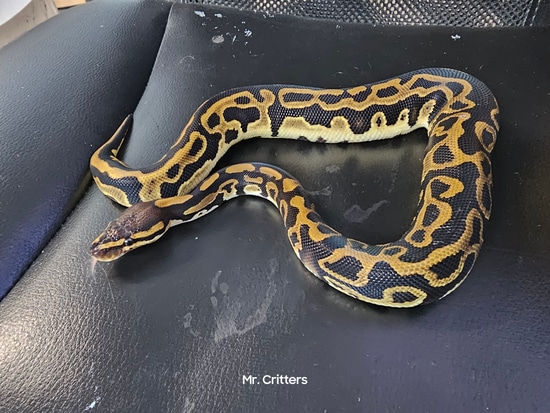 Orange Dream Leopard Spotnose 100% Het Pied 66% Het Clown Ball Python by Mr. Critters