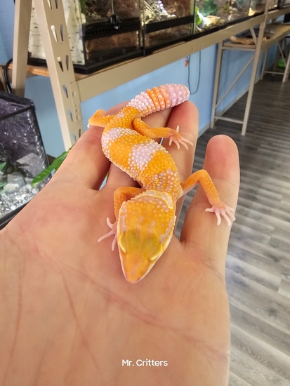 Hybino Leopard Gecko by Mr. Critters