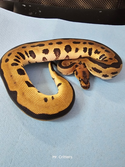 Leopard Clown 100% Het Pied #1 Ball Python by Mr. Critters
