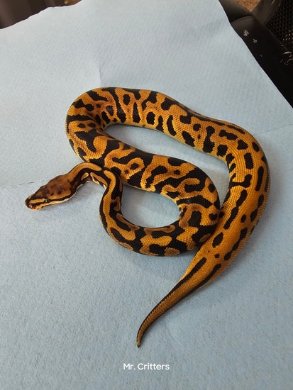 Leopard Spotnose 100% Het Pied 66% Het Clown Ball Python by Mr. Critters