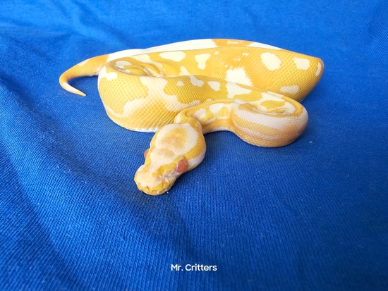 Albino Pied Ball Python by Mr. Critters