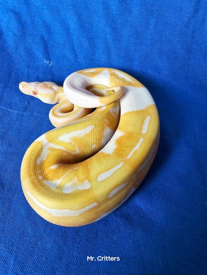 Albino Pied Ball Python by Mr. Critters