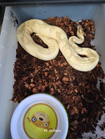 Super Orange Dream Enchi Yellowbelly Ball Python by Mr. Critters