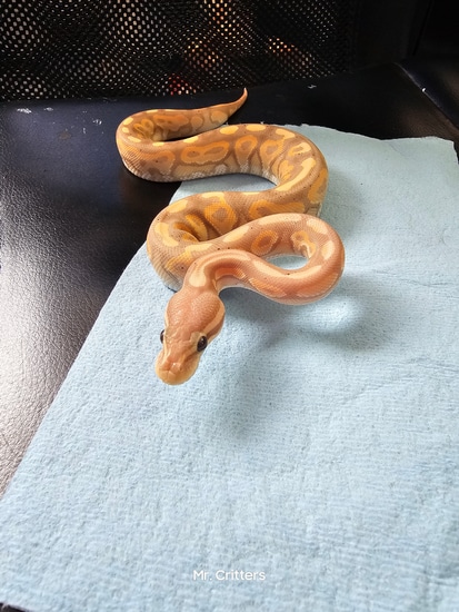 Banana Cinnamon Ball Python by Mr. Critters