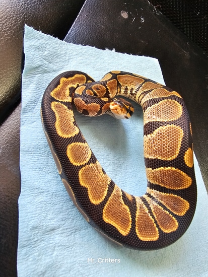 Calico Ball Python by Mr. Critters