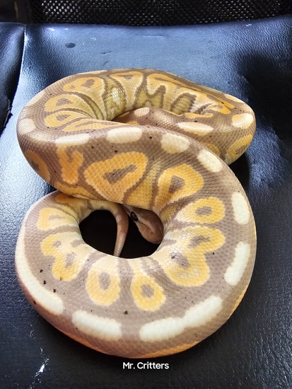 Banana Cinnamon Ball Python by Mr. Critters
