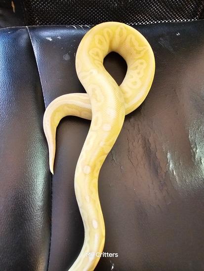 Super Banana Cinnamon Ball Python by Mr. Critters