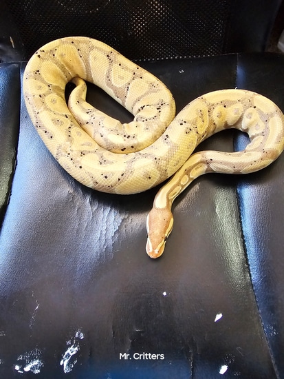 Banana Ball Python by Mr. Critters