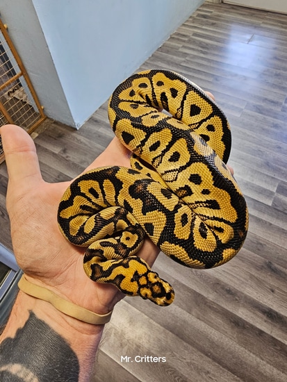 Red Stripe Spotnose Clown Ball Python by Mr. Critters