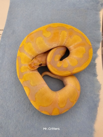 Albino Enchi Ball Python by Mr. Critters