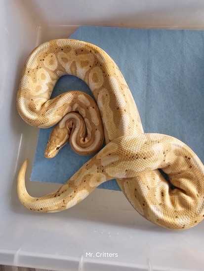 Banana Cinnamon Ball Python by Mr. Critters