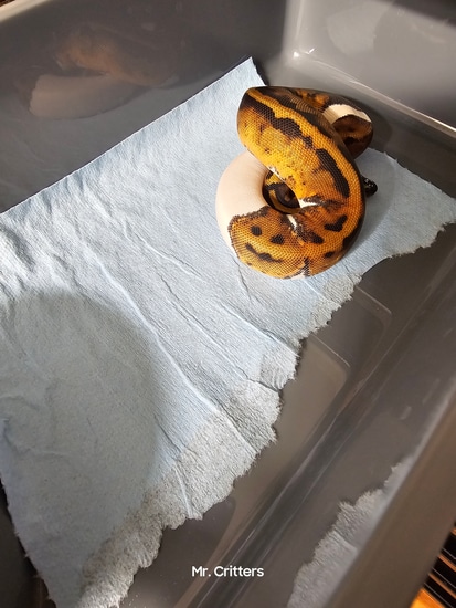 Pied Ball Python by Mr. Critters