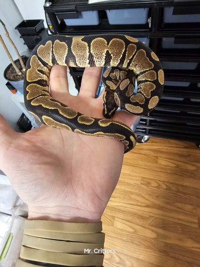 Calico Ball Python by Mr. Critters