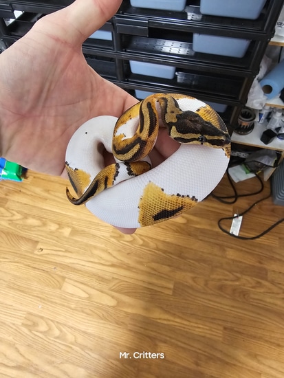 Normal Pied Ball Python by Mr. Critters