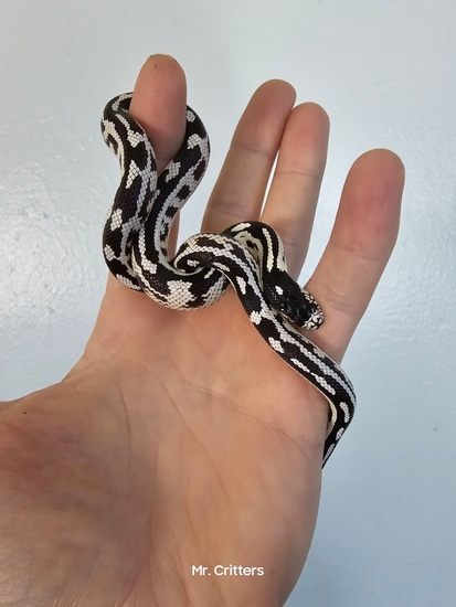 Aberrant C.A King California Kingsnake by Mr. Critters