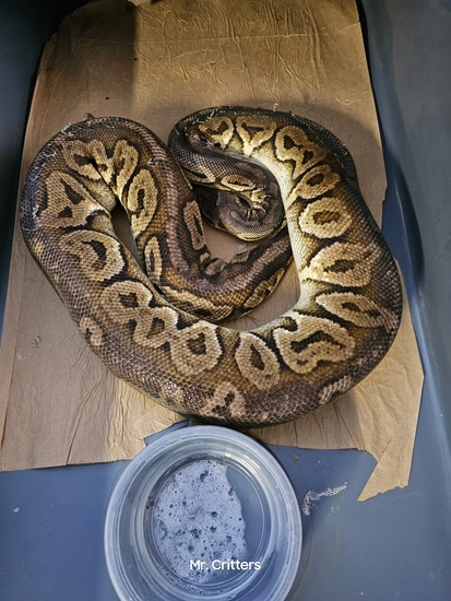 Pewter Proven Ball Python by Mr. Critters