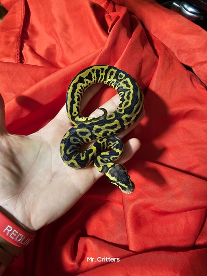 Leopard Pastel Het Pied Ball Python by Mr. Critters