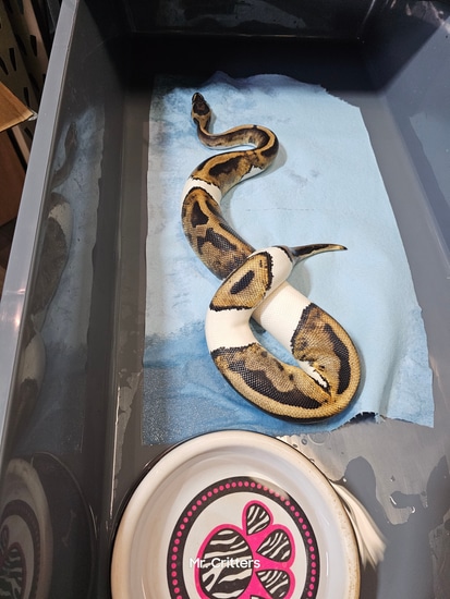 Pied Ball Python by Mr. Critters