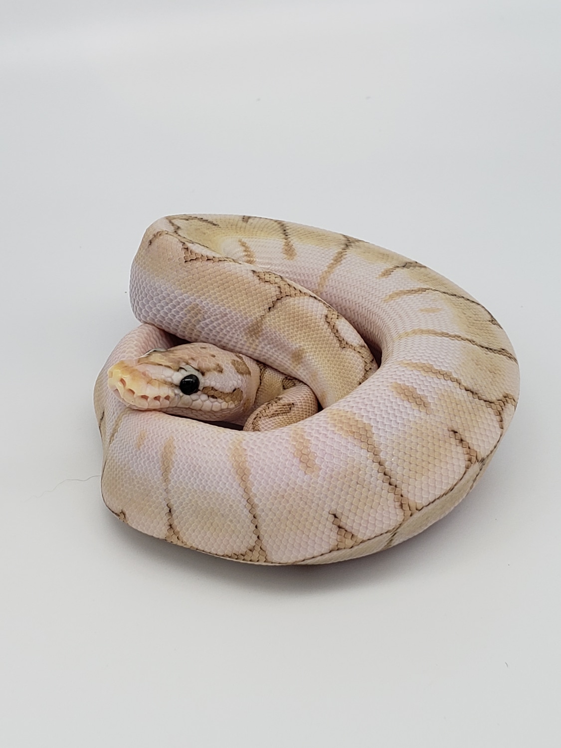 Super Pastel, Bamboo, Spider Ball Python by TRU Ball Pythons - MorphMarket