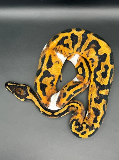 Leopard Piebald (Low White) Ball Python by Ryleigh’s Reptile Room