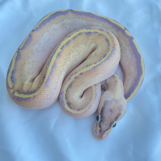 2021 Puma Male Ball Python by D3 Exotics
