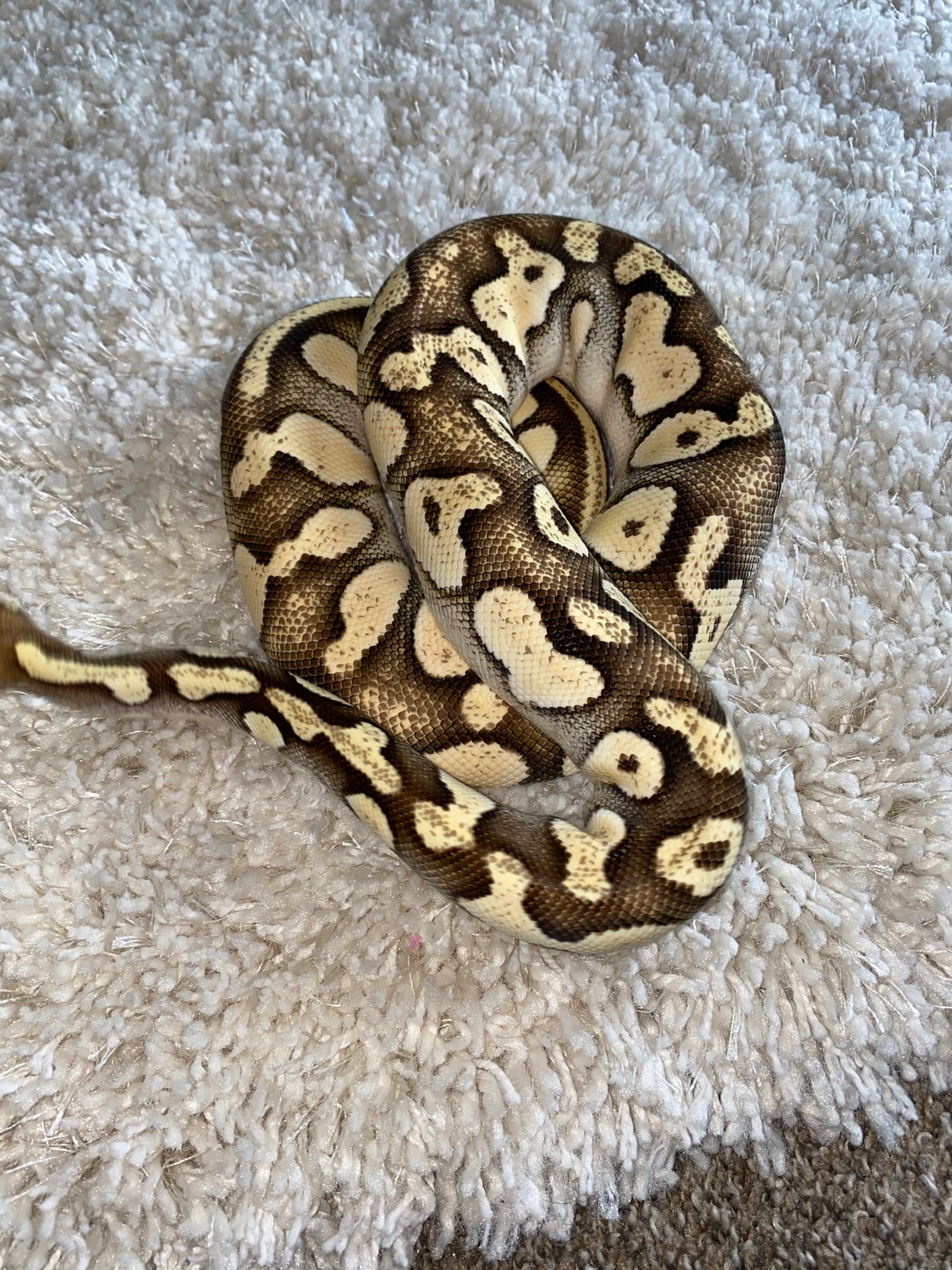 OD Pastave Ball Python by D3 Exotics - MorphMarket