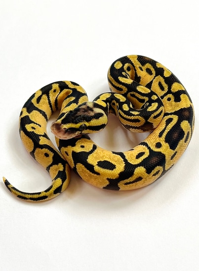 Enchi Pastel Ball Python by Royal Haven Pythons
