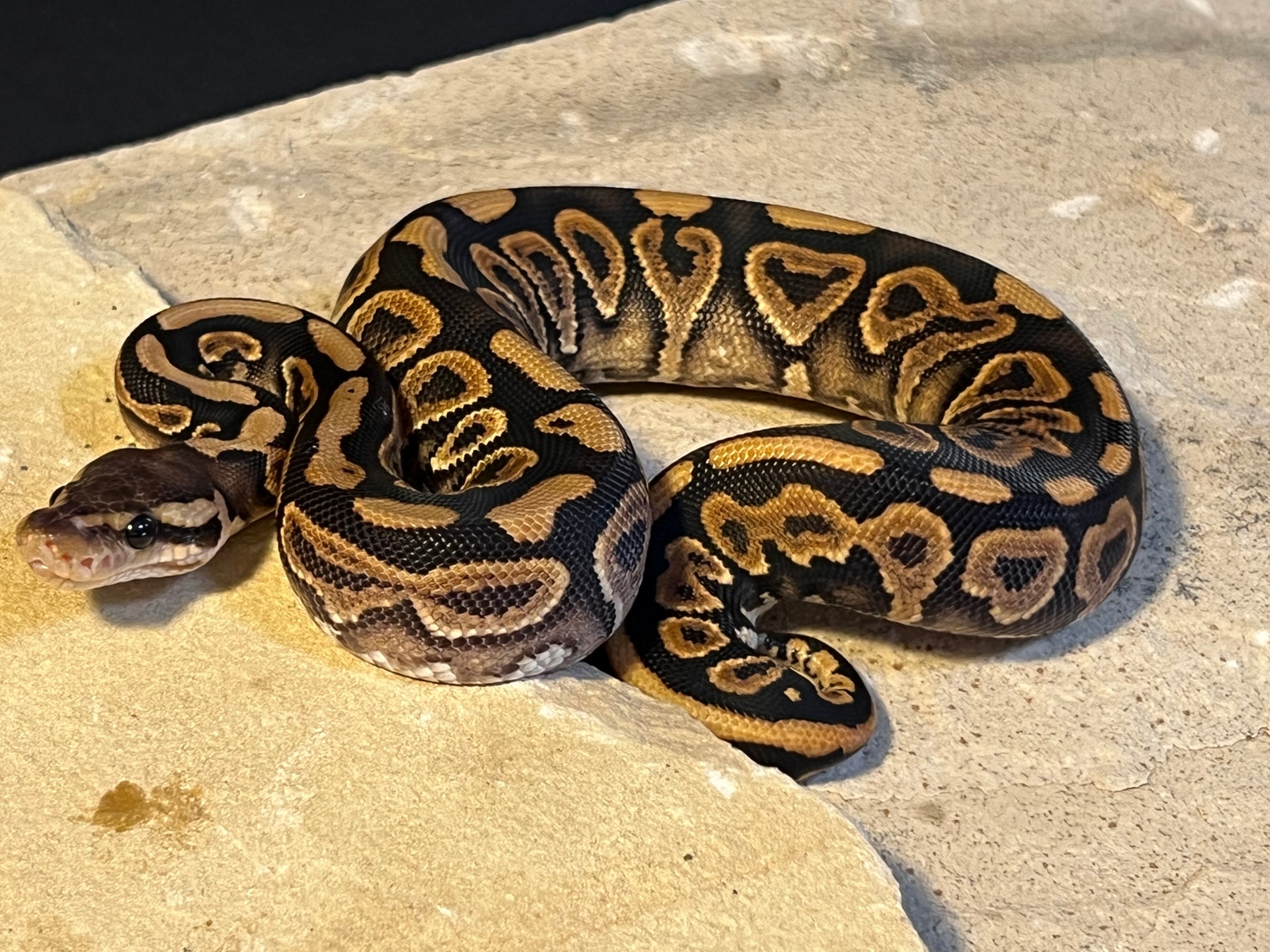 Cinnamon Asphalt/YB 50% Het Clown Ball Python by M3dusas La1r 3x0t1cs ...
