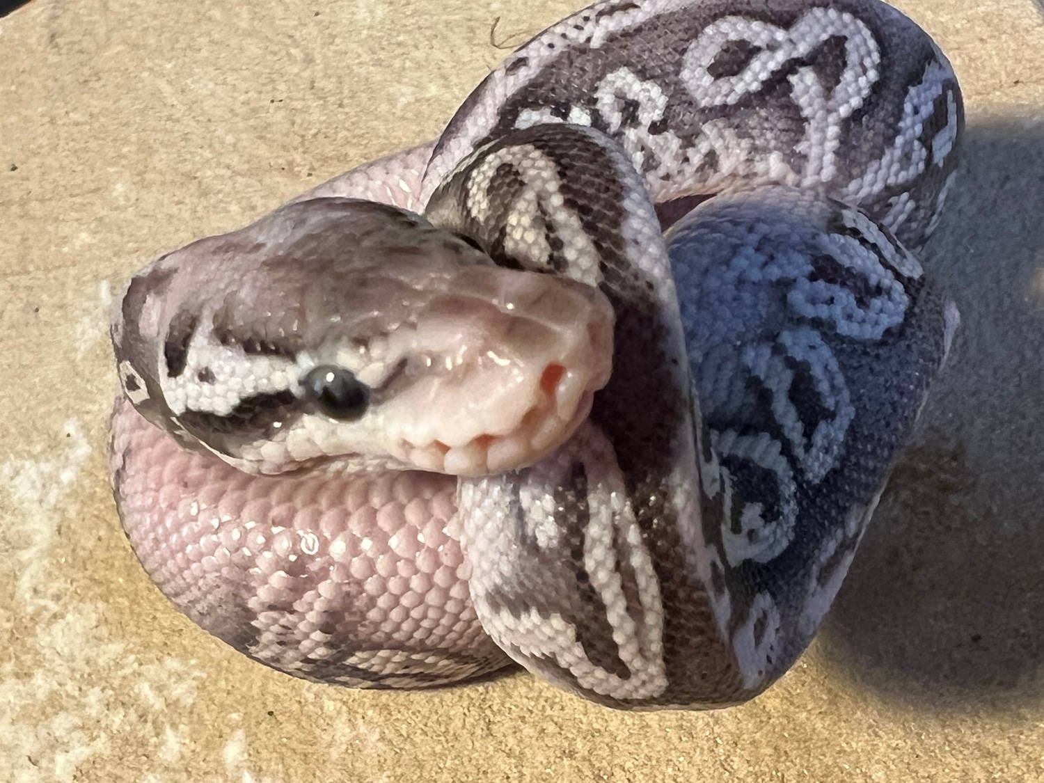 SP YB/Gravel Het Clown Ball Python by M3dusas La1r 3x0t1cs - MorphMarket