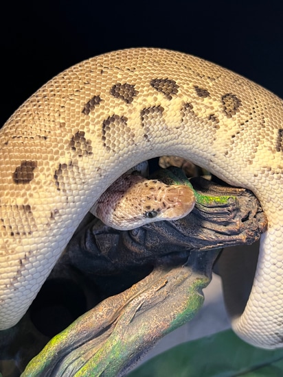 Black Pewter Clown Ball Python by M3dusas La1r 3x0t1cs