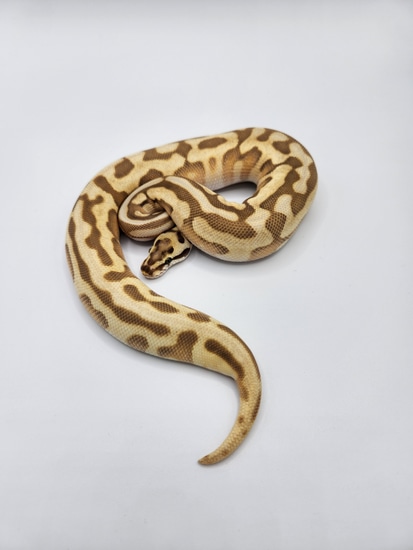 2022 Leopard Spotnose Lesser Enchi M Ball Python by Dreamtime Exotics