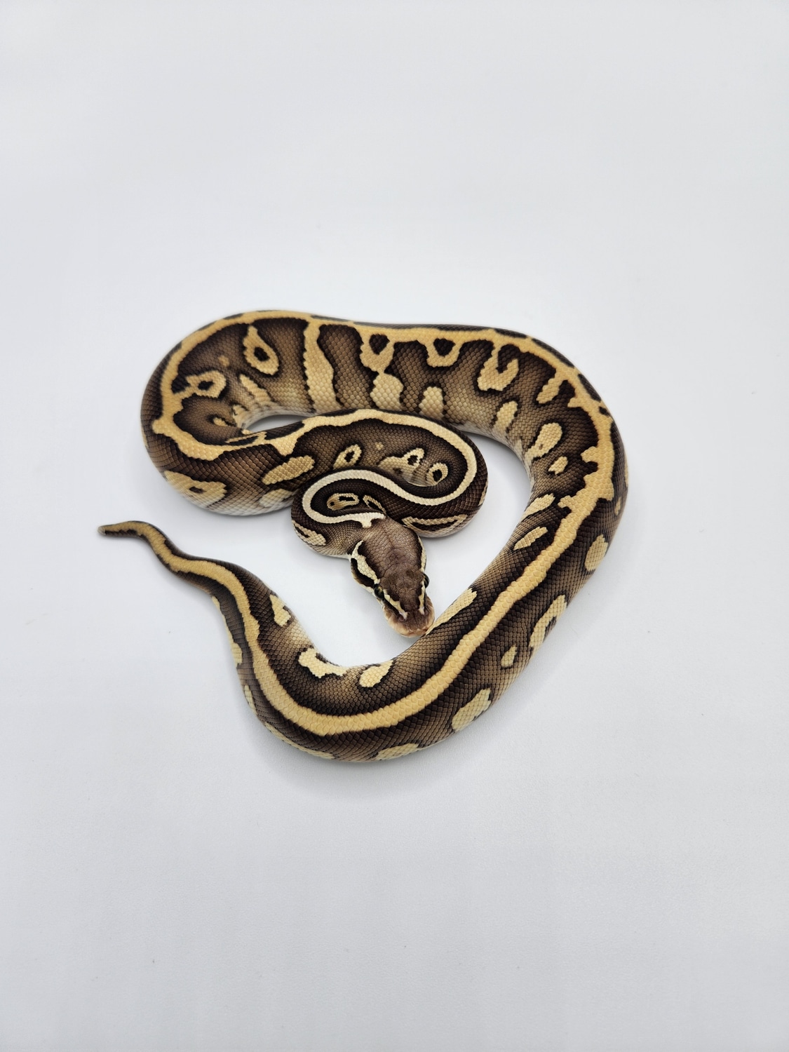 2022 Leopard Lesser M Ball Python by Dreamtime Exotics - MorphMarket