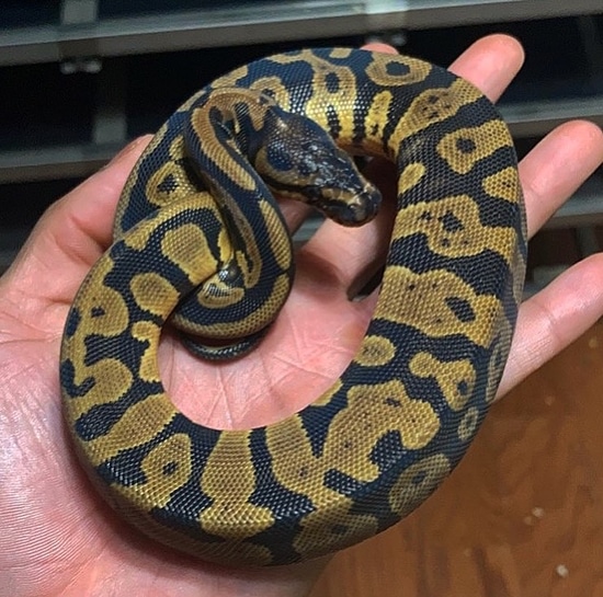 Confusion Ball Python by LoneWolf Reptiles LLC