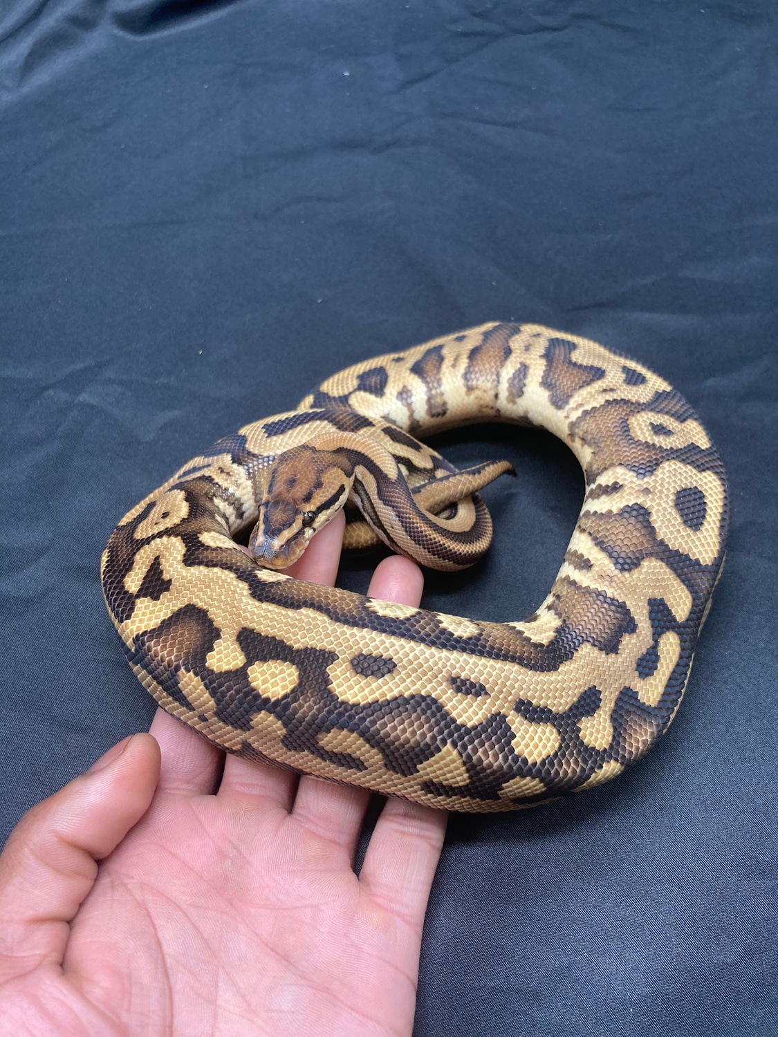 Special Leopard Yellowbelly Pos Het Pied Ball Python by LoneWolf ...