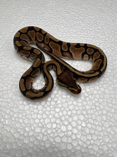 Orange Dream Cypress Ball Python by LoneWolf Reptiles LLC