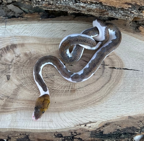 White Phase Albino Reticulated Python by TVReptiles