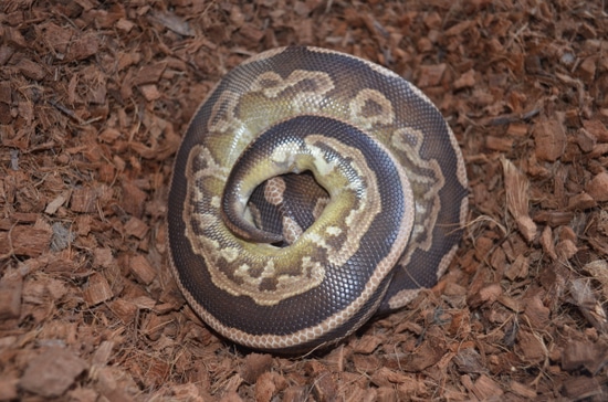 Black Pastel Mojave Ball Python by For Anyone Ball Pythons