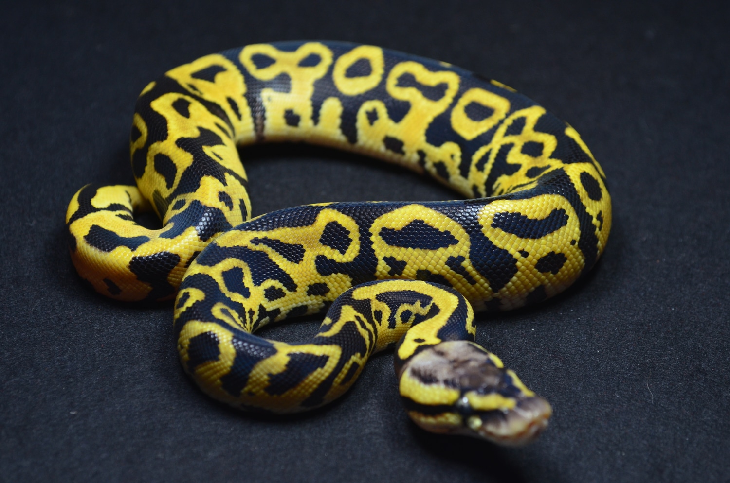 Pastel Leopard 66% Het Clown Pos Het Pied Ball Python by For Anyone ...