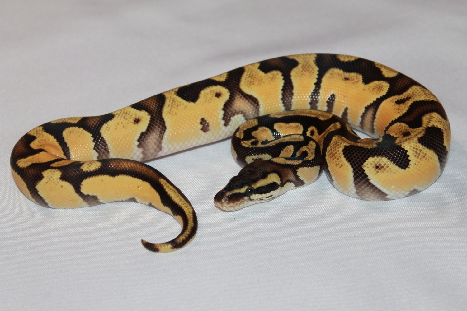 Pastel Enchi Orange Dream Ball Python by For Anyone Ball Pythons ...