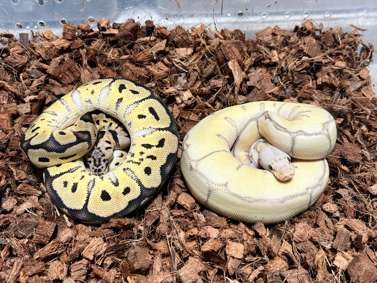 RUSH* Killer Bee Clown And Pastel Clown (Both Pos H. Pie) Ball Python ...