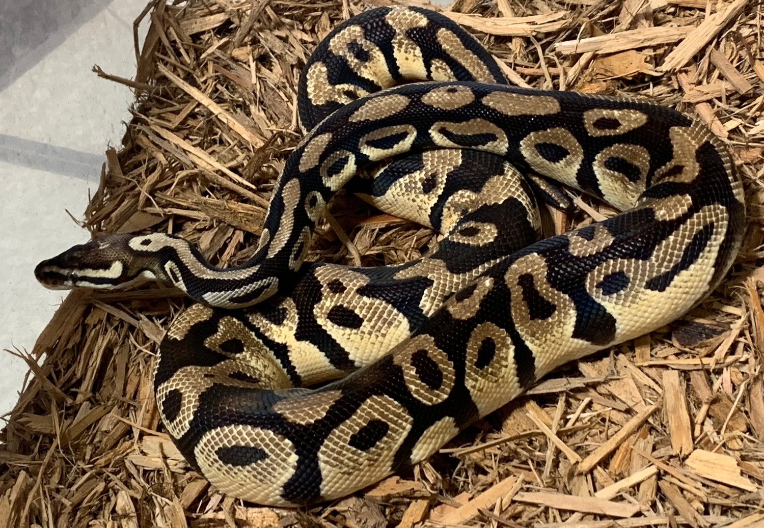 Pastel Orange Dream Ball Python by For Anyone Ball Pythons - MorphMarket